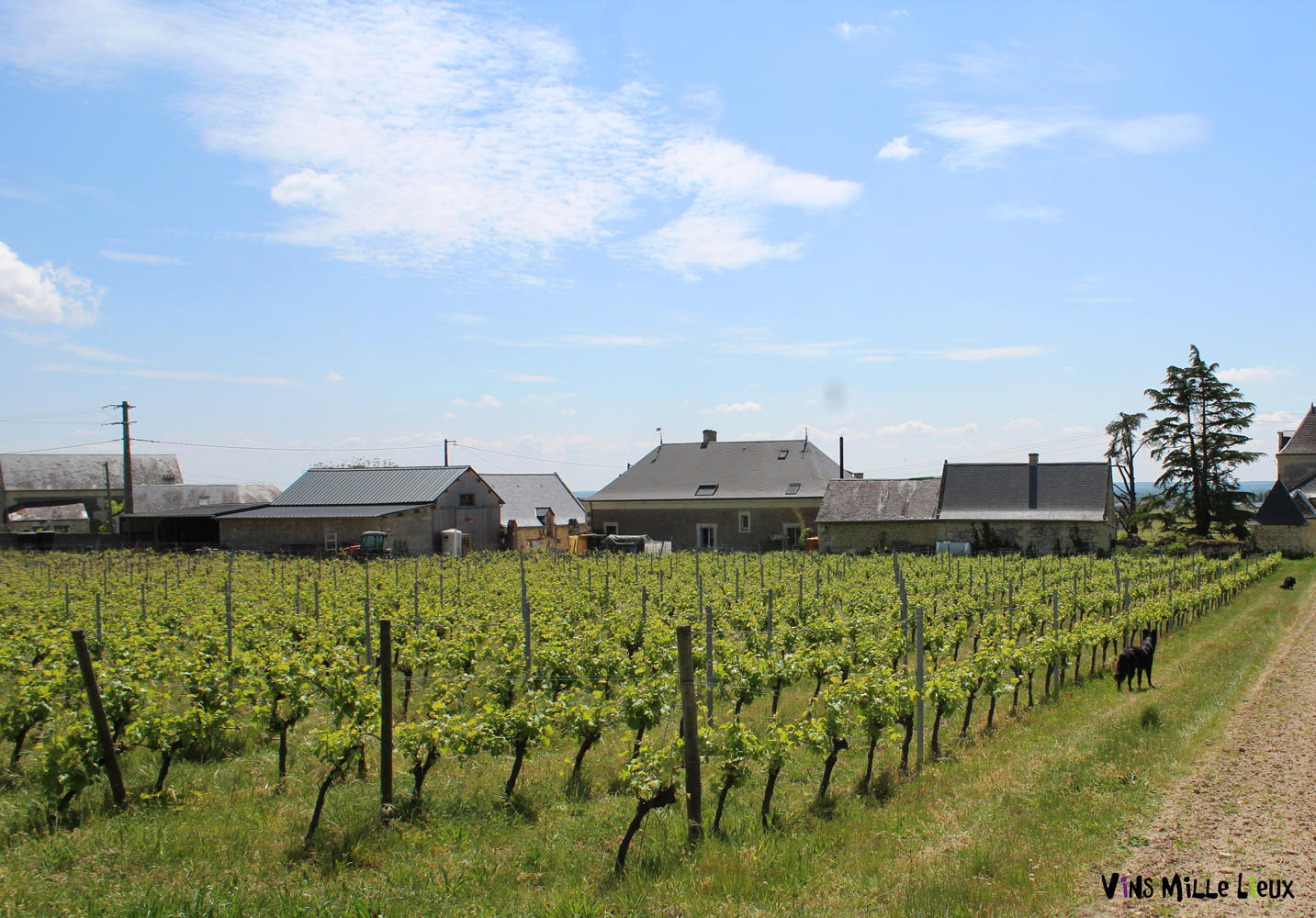 Visite au Domaine Delettre (Saint-Nicolas-de-Bourgueil) - Vins Mille Lieux